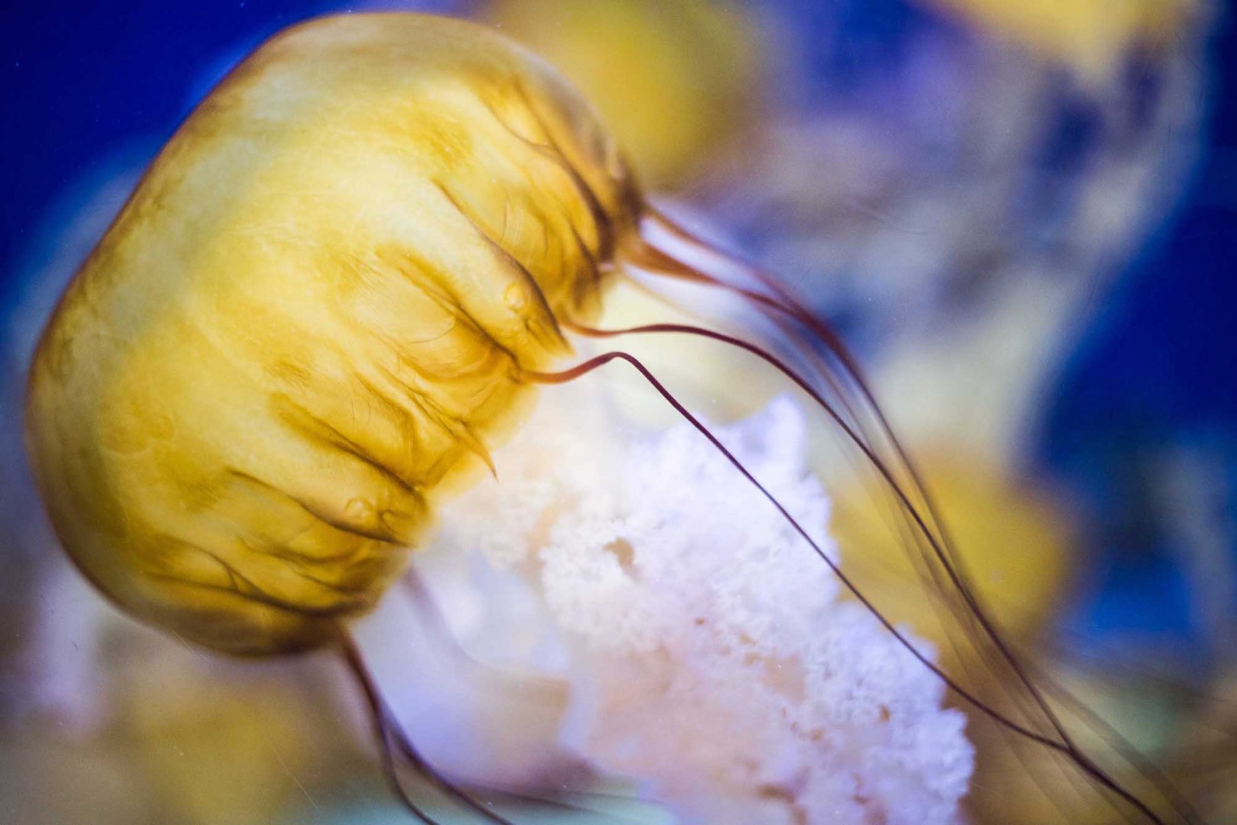 Sea Jellies on Morpholio